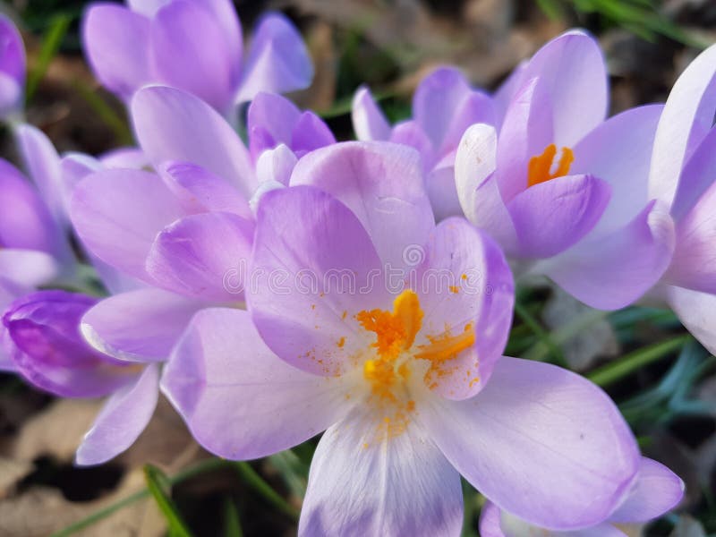 First spring flowers stock image. Image of spring, head - 172403407