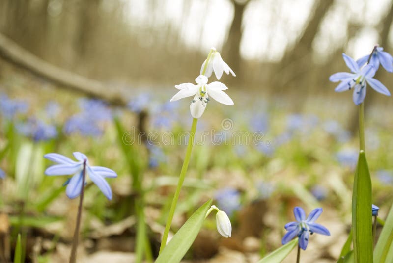 First spring flowers stock photo. Image of spring, closeup - 18991072