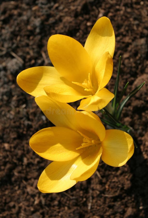 First spring flowers stock photo. Image of flora, crocus - 2190114
