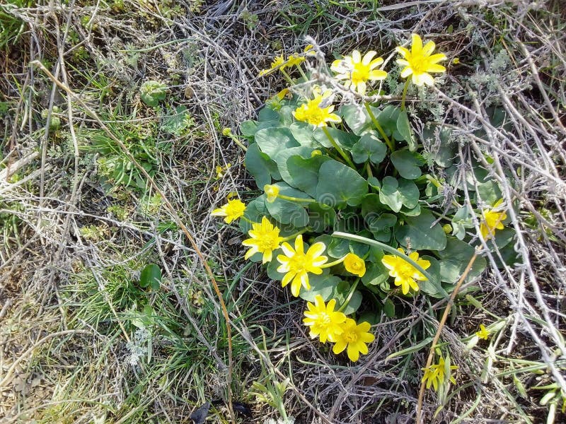The first spring flowers stock photo. Image of field - 221986450