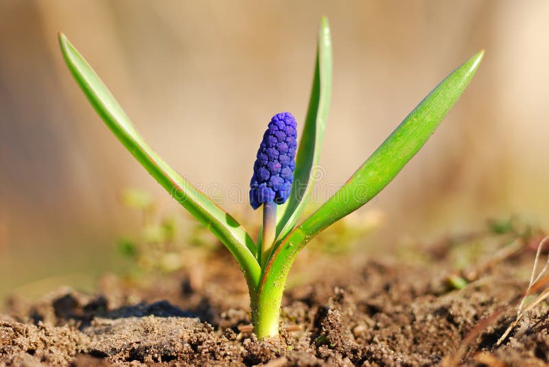 First spring flowers stock image. Image of bloom, blooming - 9150069