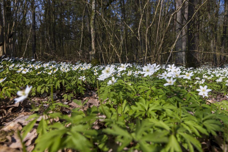The First Spring Flowers of Anemone are White in a Mixed Forest Stock ...