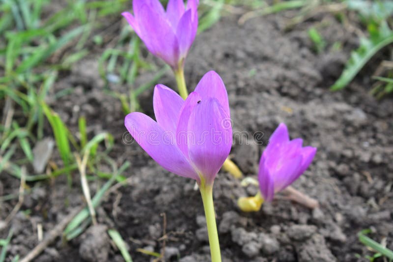 The First Spring Flowers. on the Bare Ground Stock Photo - Image of ...