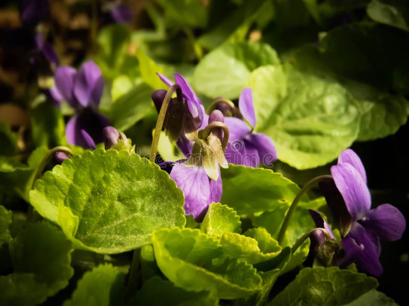 First Spring Flowers Beautiful Wild Violet Stock Photo - Image of nice ...