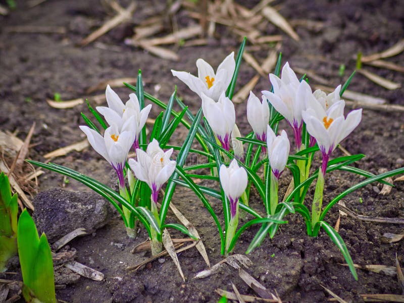 The First Spring Flowers Bloom in the Sun. Warm Sunny Day Stock Photo ...