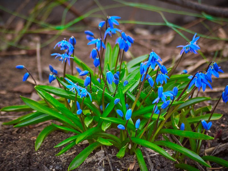 The First Spring Flowers Bloom in the Sun. Warm Sunny Day Stock Photo ...