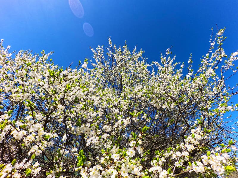 First Spring Flowers Bloom Under the Blue Sky and Spring Sun Stock ...