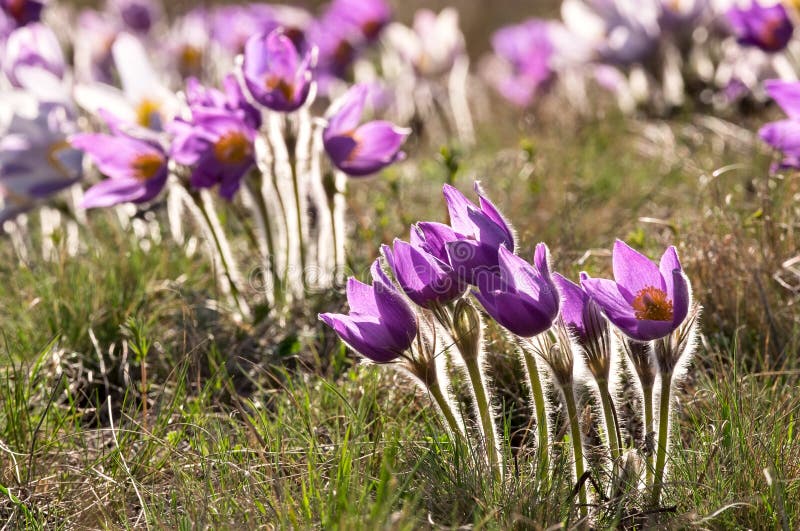 First spring flowers stock photo. Image of blossom, flourish - 70897226