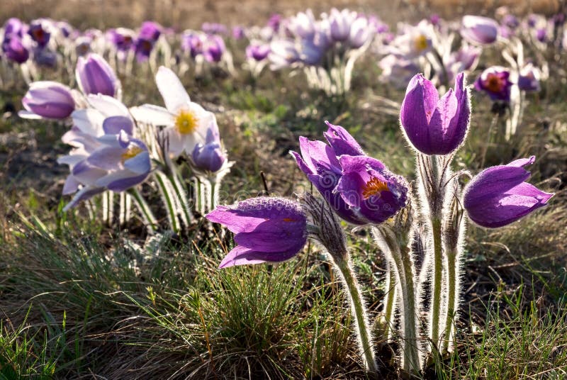First spring flowers stock photo. Image of spring, pulsatilla - 70899652