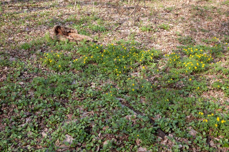 First Spring Flowers are Blooming in the Woods Stock Photo - Image of ...