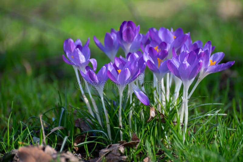 First Spring Flowers, Blossom of Purple Crocusses Stock Image - Image ...