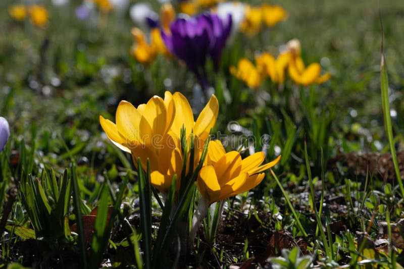 First Spring Flowers, Blossom of Yellow Crocusses Stock Photo - Image ...