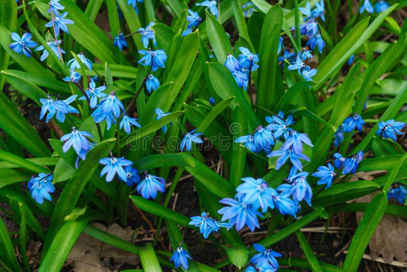 The First Spring Soft Purple Crocus Flowers, the First Sign of Spring ...