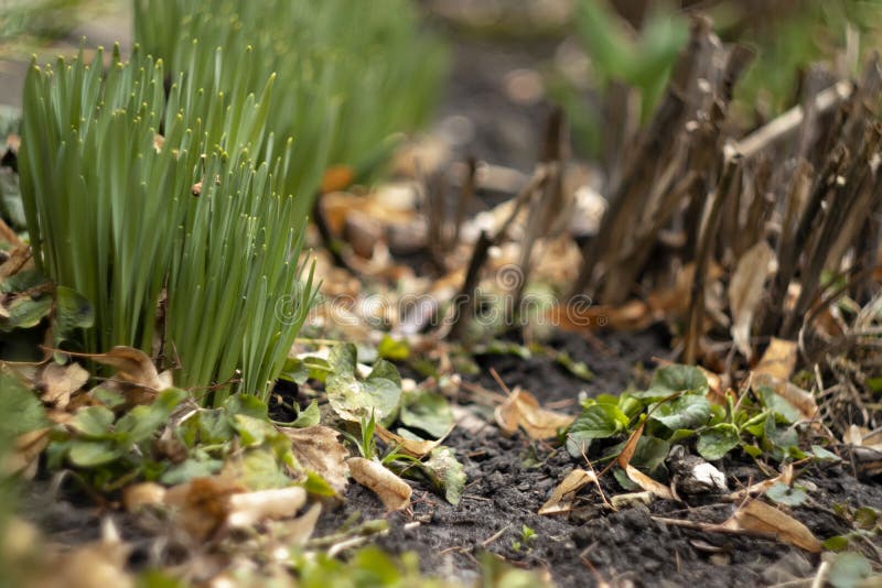 First spring flowers stock image. Image of field, green - 145407381