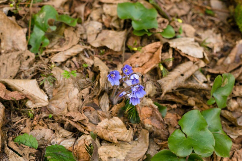 The First Spring Flowers Breaking through the Spring Soil and Foliage ...