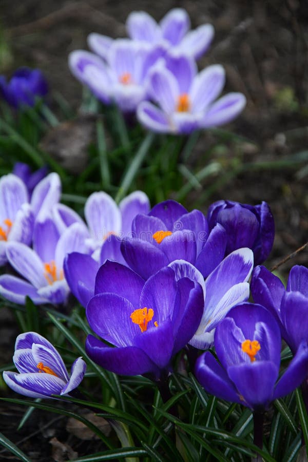 First Spring Flowers Close Up. Purple Crocuses Stock Photo - Image of ...