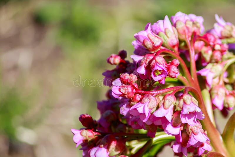 First Spring Flowers Close-up. Purple Fresh Buds in the Garden Stock ...