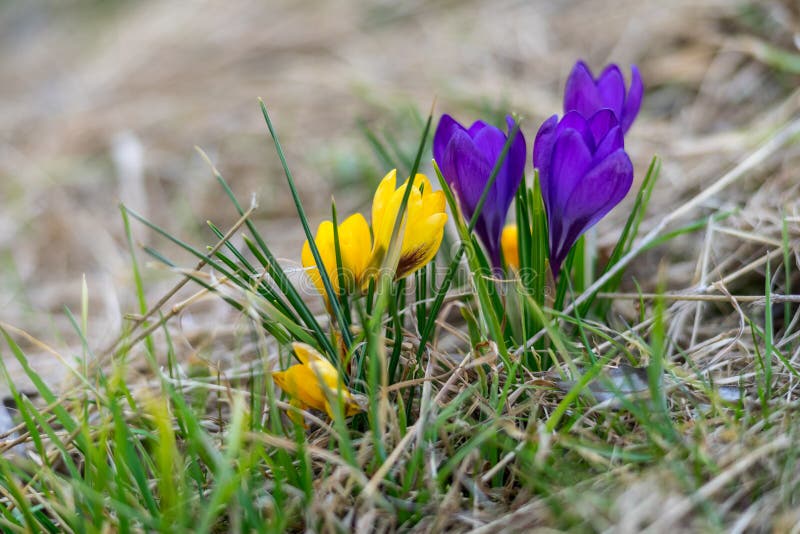 The First Spring Flowers Crocus Stock Photo - Image of bright, lilac ...