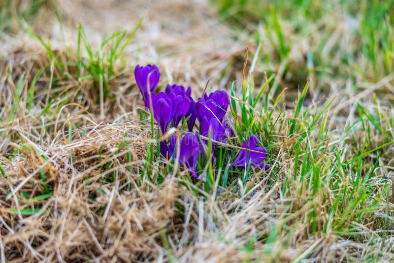 The First Spring Flowers Crocus Stock Photo - Image of colour, grass ...