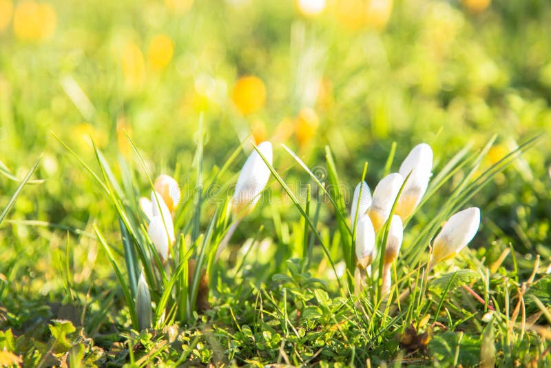 The First Spring Flowers Crocus. Gentle Symbol of Spring Stock Photo ...