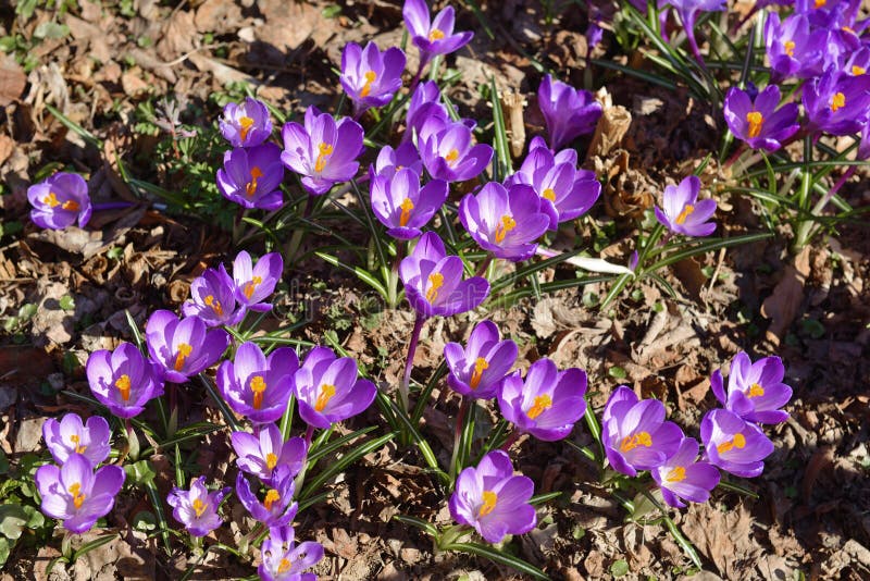 First Spring Flowers. Crocus Vernus Spring Crocus, Giant Crocus Stock ...