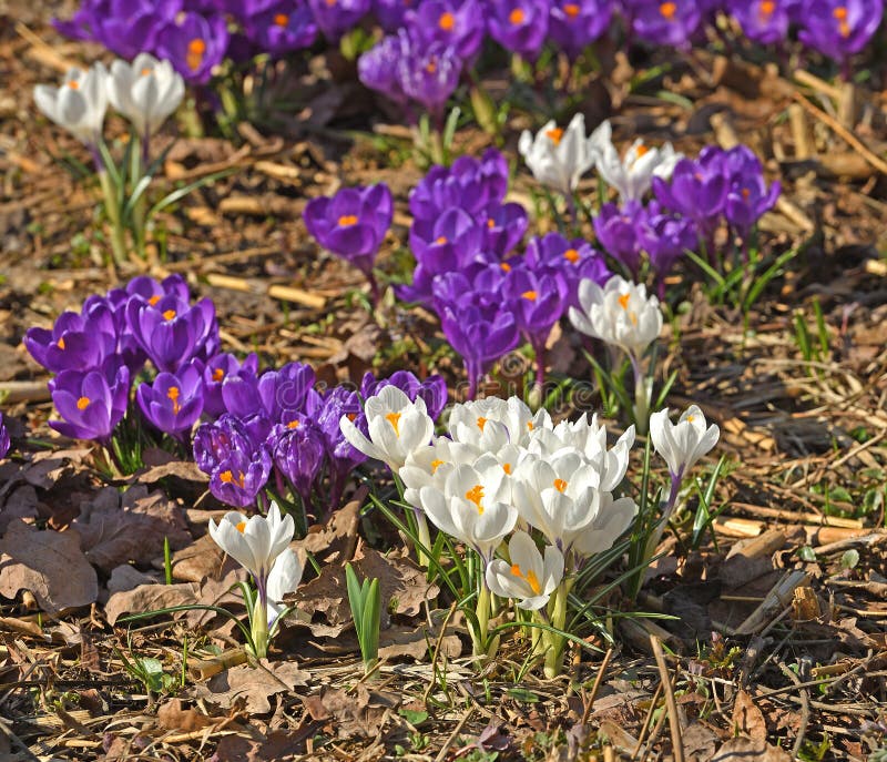 First Spring Flowers. Crocus Vernus Spring Crocus, Giant Crocus in ...