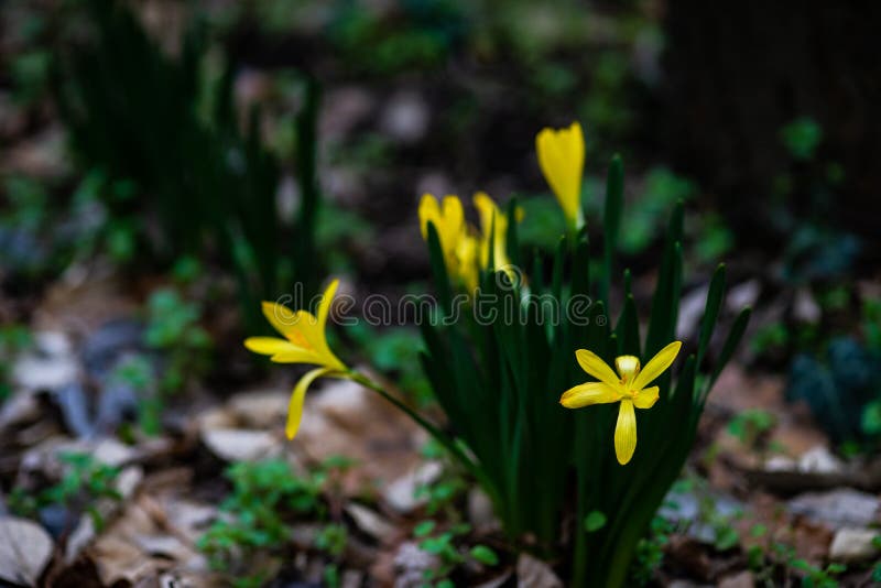 Spring first plant stock photo. Image of color, details - 28245588