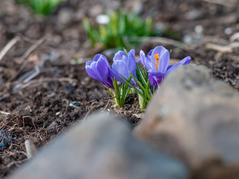 The First Spring Flowers are Crocuses on the Plot. Stock Photo - Image ...