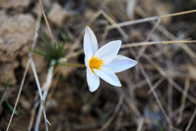 The First Spring Flowers are Crocuses in the Wild. White Flowers on the ...