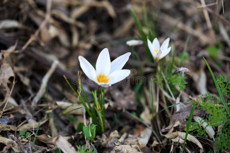 The First Spring Flowers are Crocuses in the Wild. White Flowers on the ...