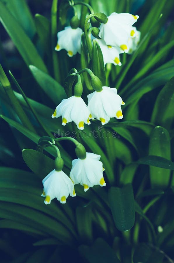 The first spring flowers. stock image. Image of nature - 116829455