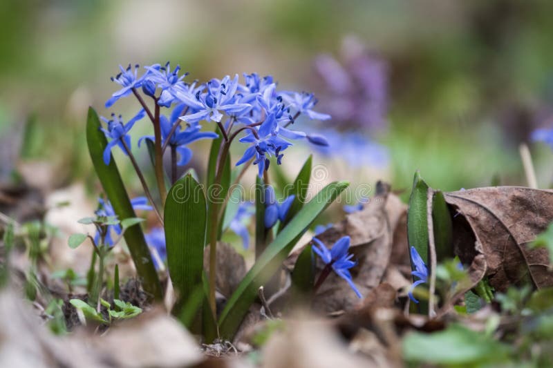 First spring flowers stock photo. Image of beauty, petal - 273778440