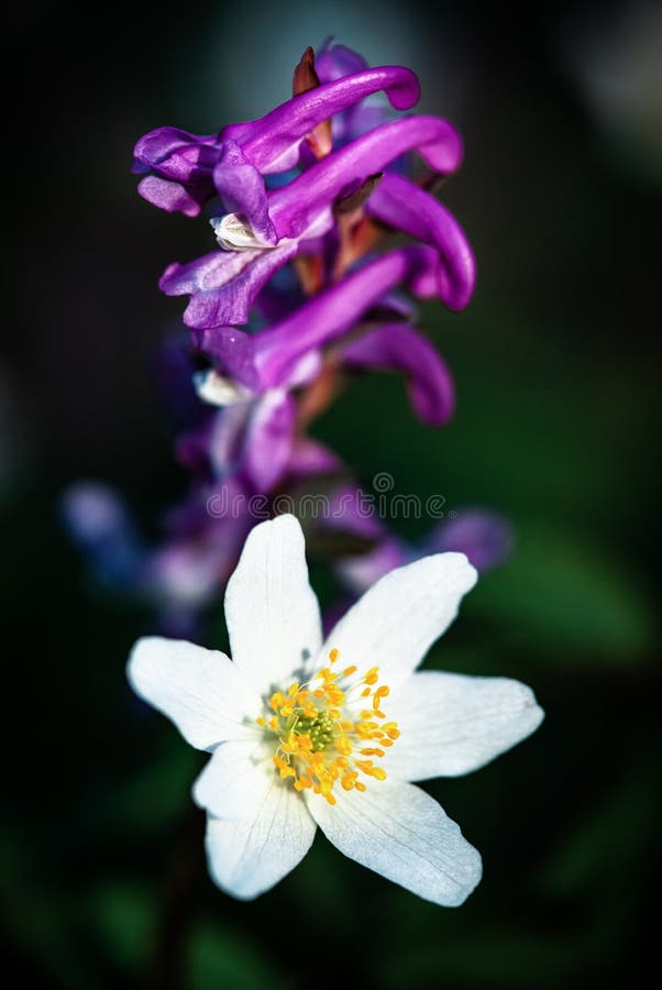 First spring flowers stock photo. Image of forest, rural - 145842962