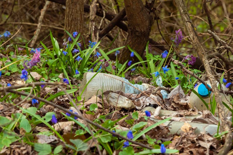 The First Spring Flowers in the Forest and Debris on the Grass Stock ...