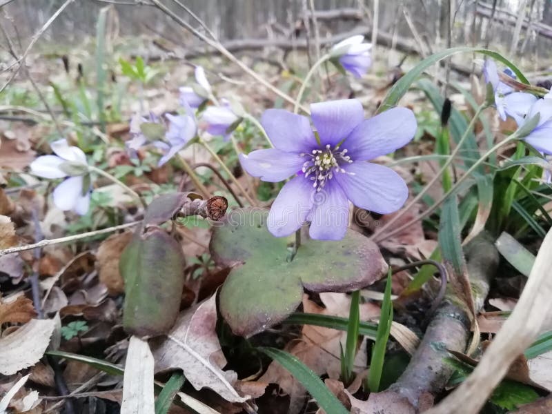The First Spring Flowers in the Forest. Europe. Stock Image - Image of ...