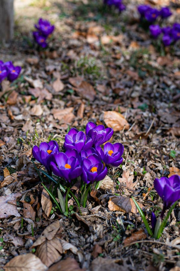 First spring flowers stock image. Image of grass, plant - 260408947