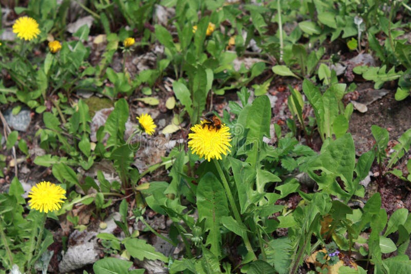 The First Spring Flowers in the Forest Stock Photo - Image of green ...
