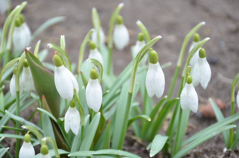 The First Spring Flowers in the Garden. Stock Image - Image of macro ...