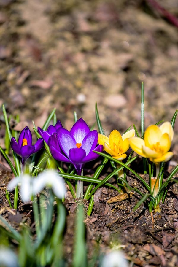 First Spring Flowers in Garden Stock Image - Image of color, natural ...