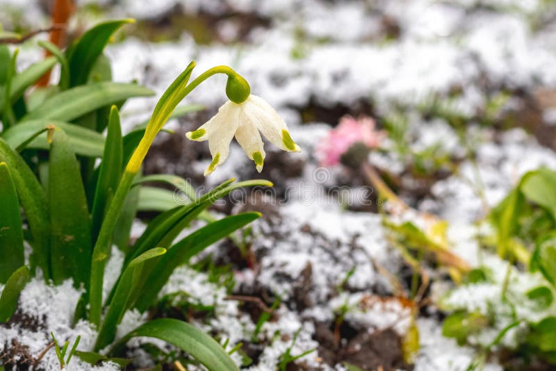 The First Spring Flowers in the Garden after the Snowfall Stock Image ...