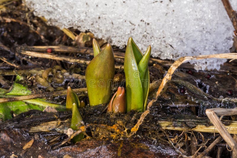 The First Spring Flowers and Grass. Stock Image - Image of grass ...