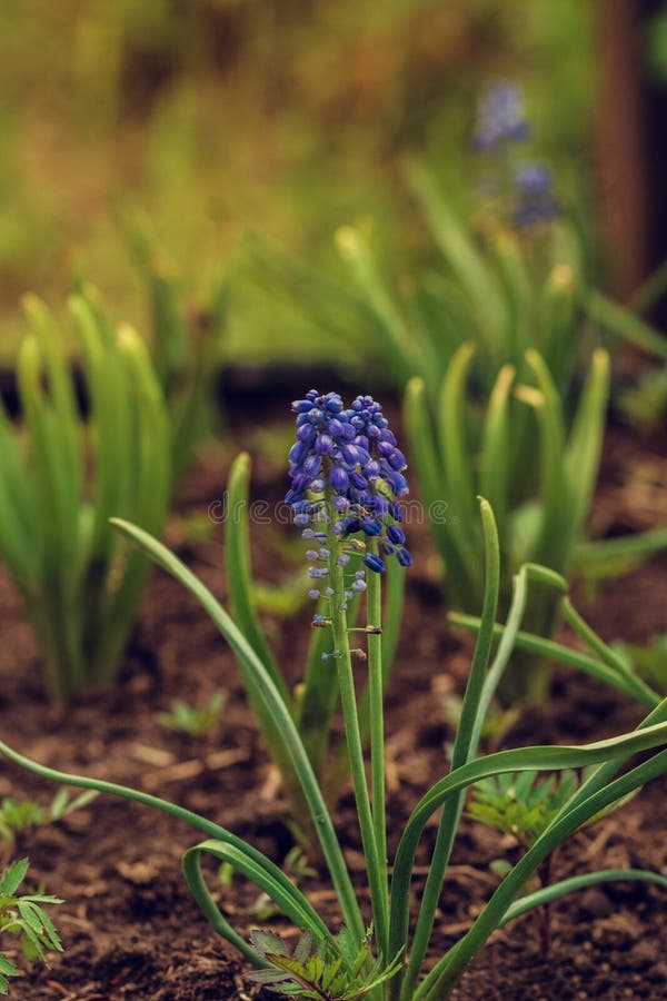 The First Spring Flowers and Grass. Stock Image - Image of forest ...