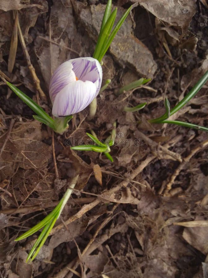 The First Spring Flowers from the Ground. Primroses are Light Lilac ...