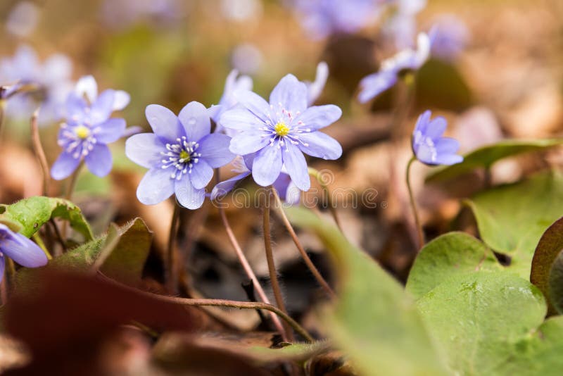 First spring flowers stock photo. Image of rotten, flora - 68560974