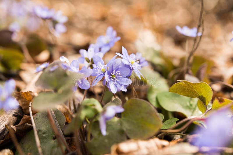 First spring flowers stock image. Image of gently, galanthus - 68561455
