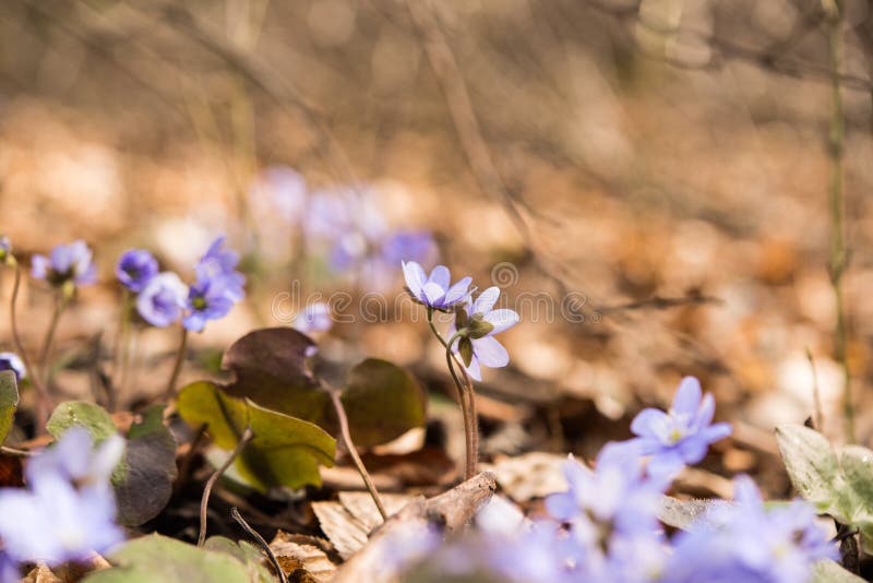 First spring flowers stock image. Image of light, petal - 68561573