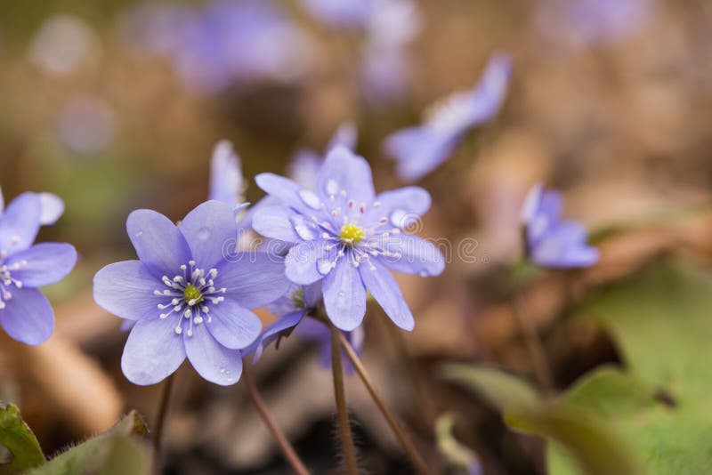 First spring flowers stock image. Image of light, endurance - 68561847