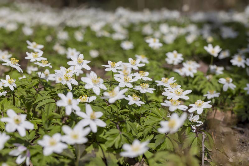 The First Spring Flowers Growing in the Forest Stock Image - Image of ...