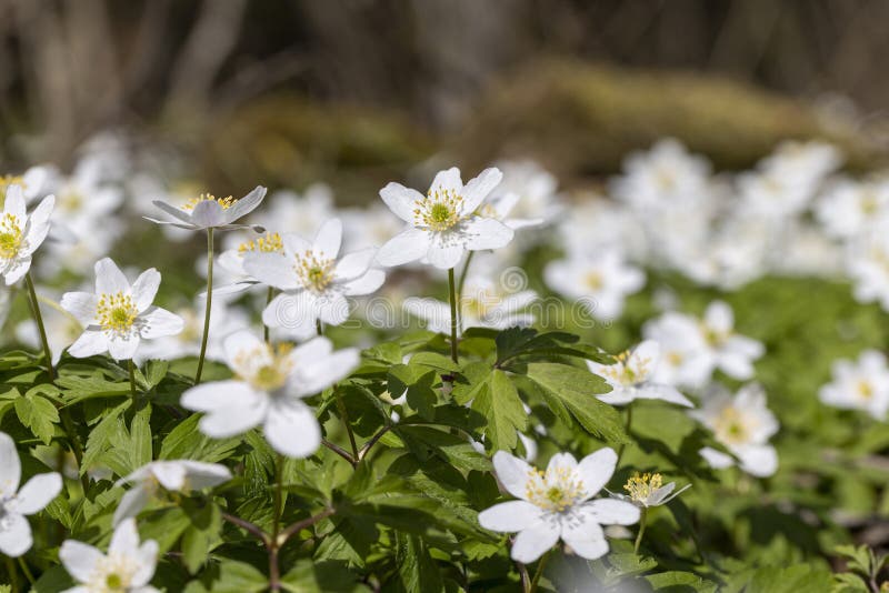 The First Spring Flowers Growing in the Forest Stock Image - Image of ...
