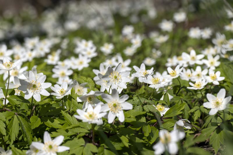 The First Spring Flowers Growing in the Forest Stock Photo - Image of ...